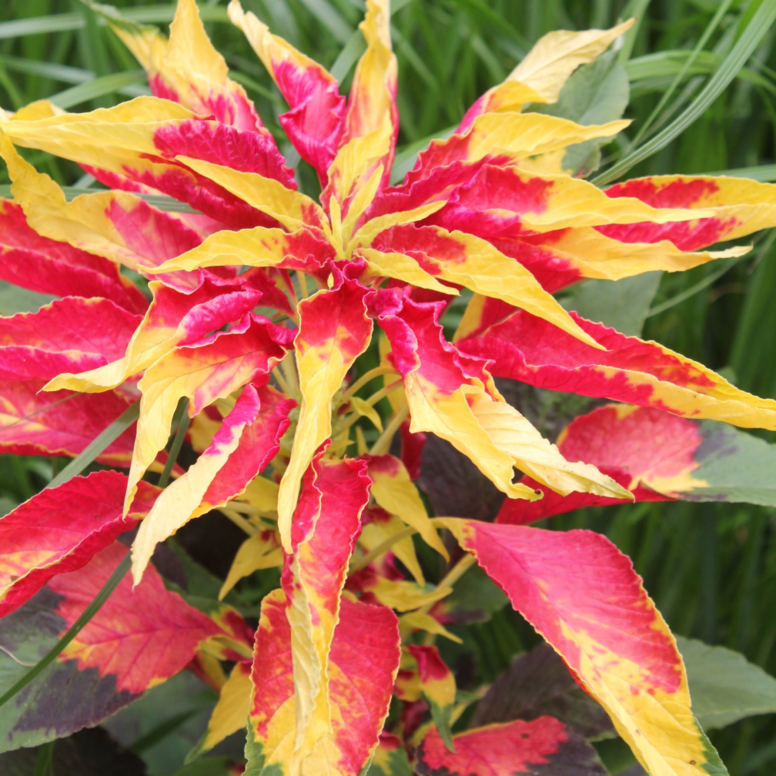 Gemüse-Amarant (Amaranthus tricolor)
