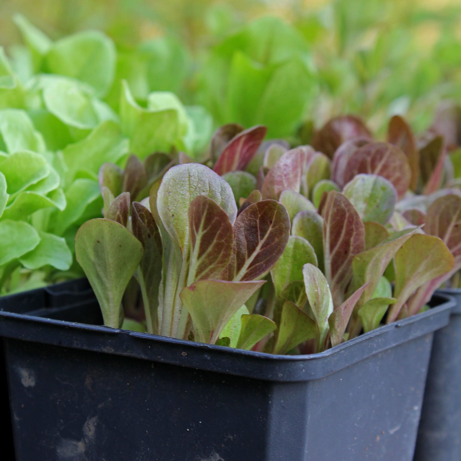 Baby Leaf Salat (Pflücksalat)