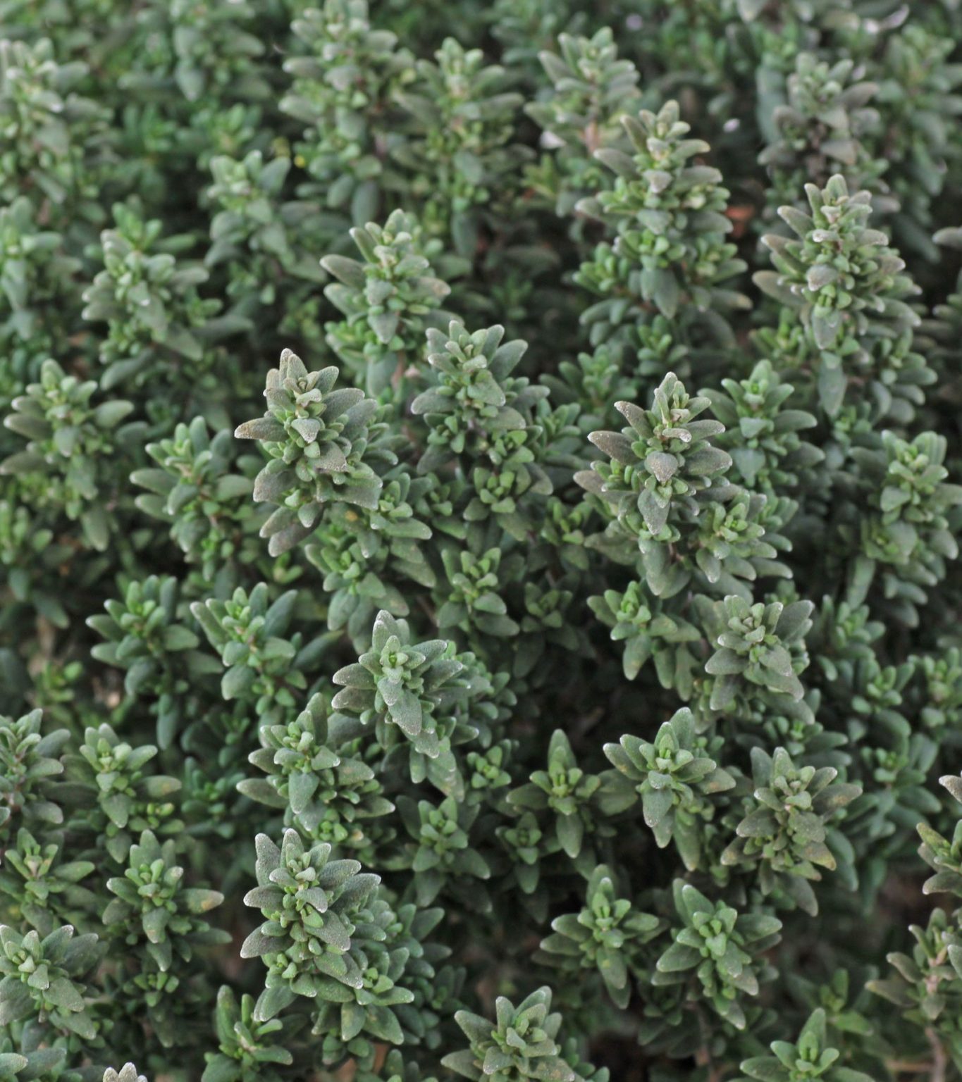 Thymian